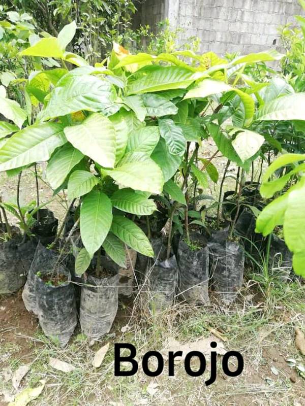 Arbol de borojo injerto en Guayaquil