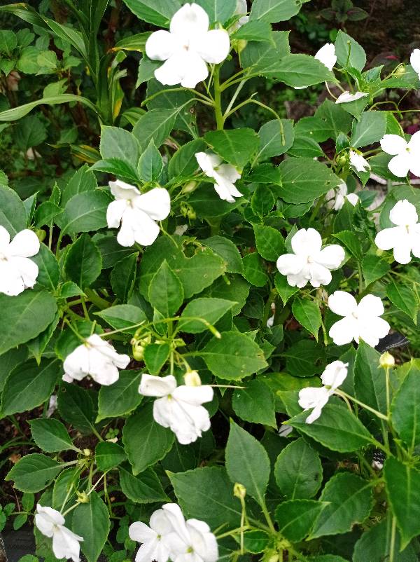 Novios blancos en Colón