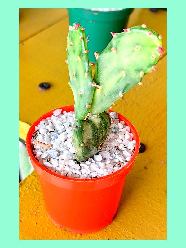 Cactus plano en Alcala