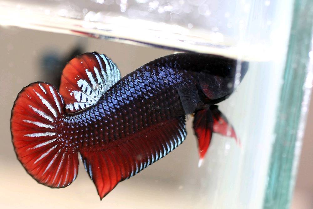 Betas pipbull de combate puro en Santo Domingo