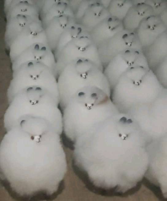 Llama de 12cm en Cusco