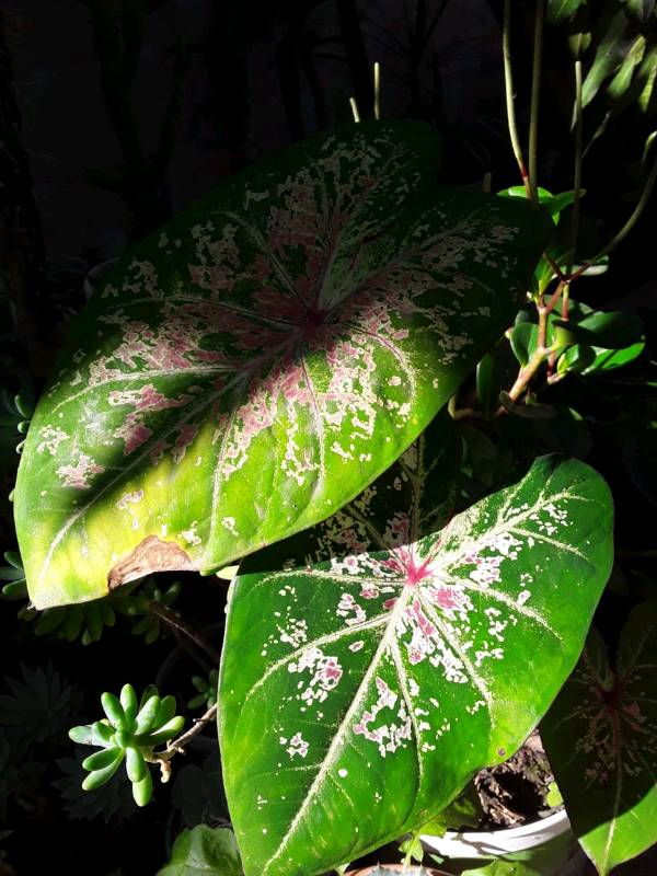 Caladium sp en Erandique