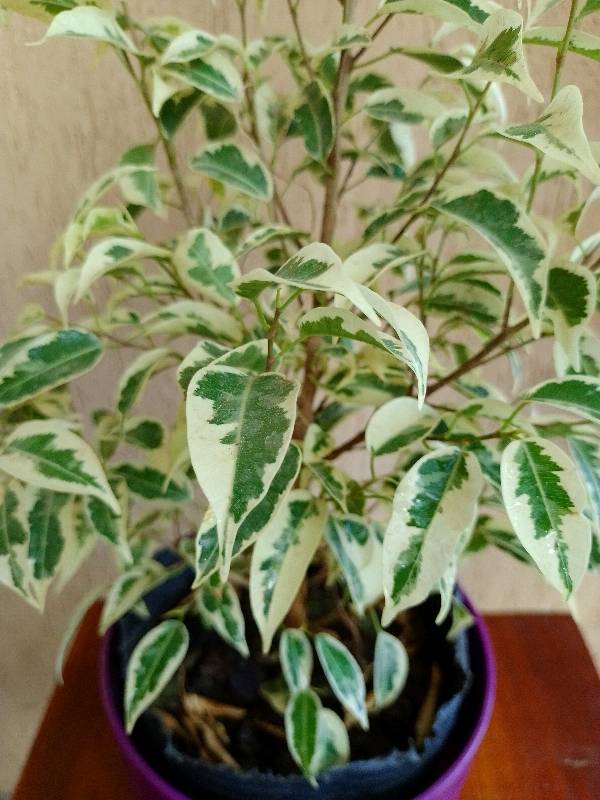 Ficus Benjamina en Pergamino