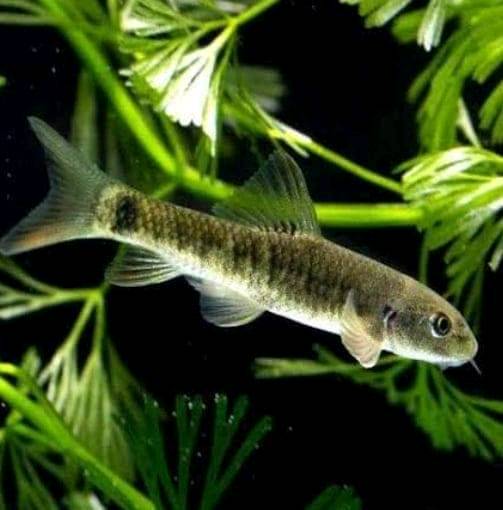 Pez Doctor o garra rufa en Quito