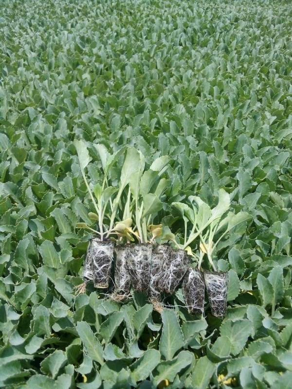 REPOLLO GREEN BOY/PILONES en Sanarate