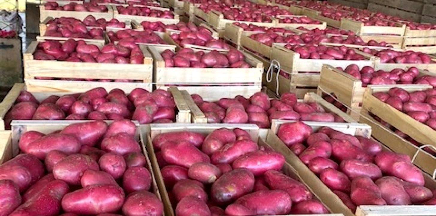 Papa rosada especial en Rosario