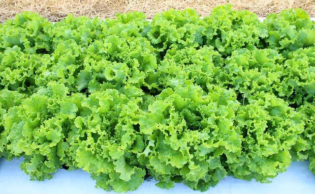 Lechuga crespa x 12 en Rosario