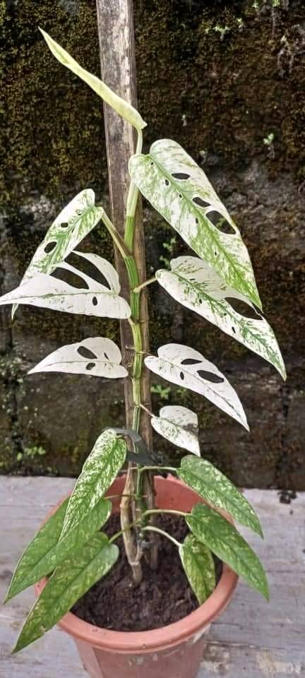 Epipremnum Cebu Blue Ghost en Tapachula