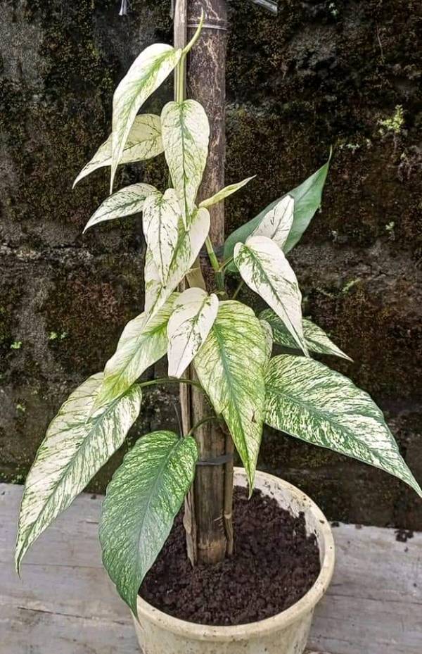 Epipremnum Cebu Blue Ghost en Tapachula