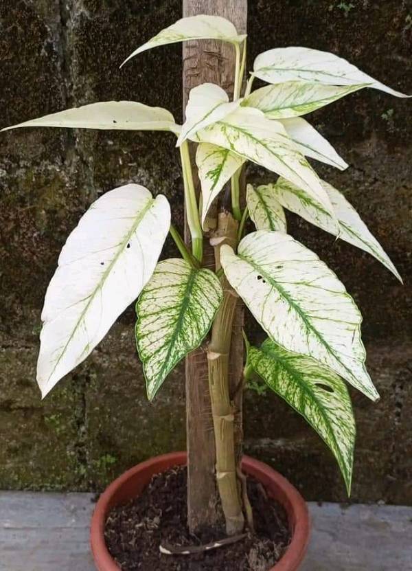 Epipremnum Cebu Blue Ghost en Tapachula