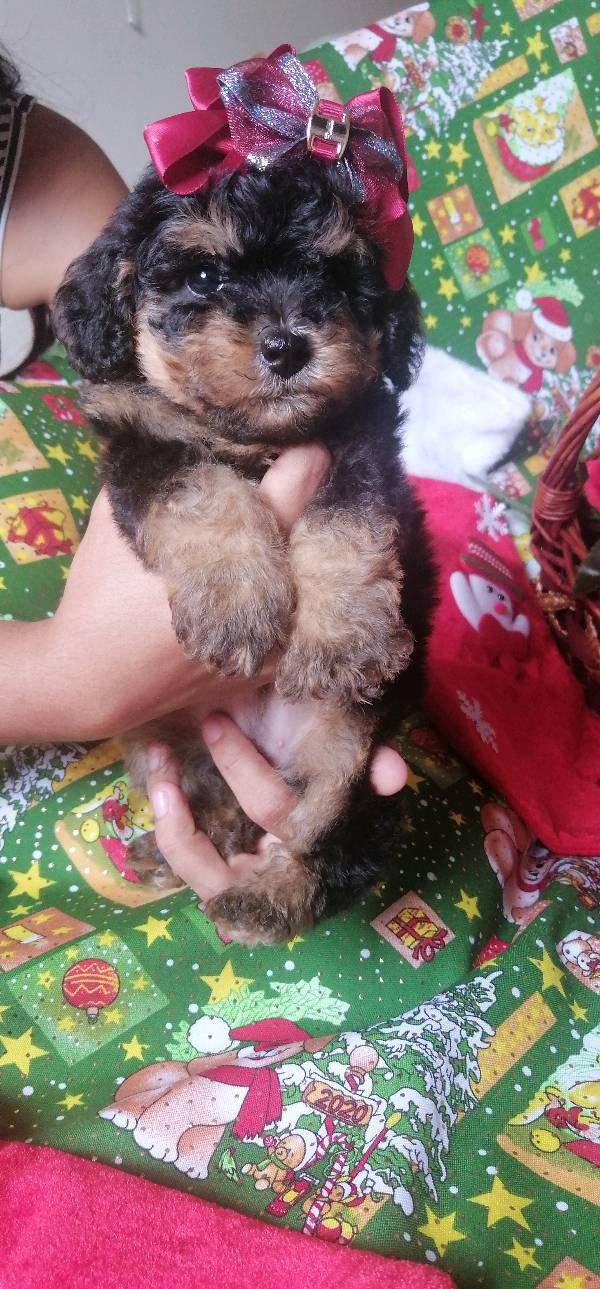 CAVAPOO BLACK AND TAN en Chiriquí