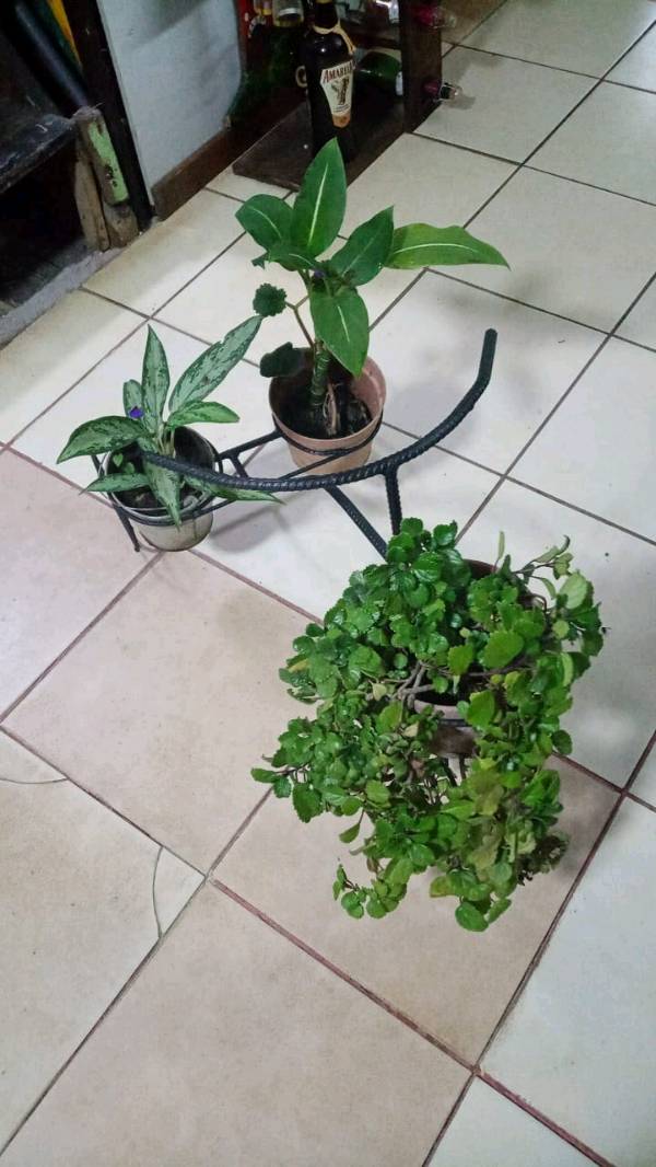 Masetero tipo triciclo en metal en San Jose