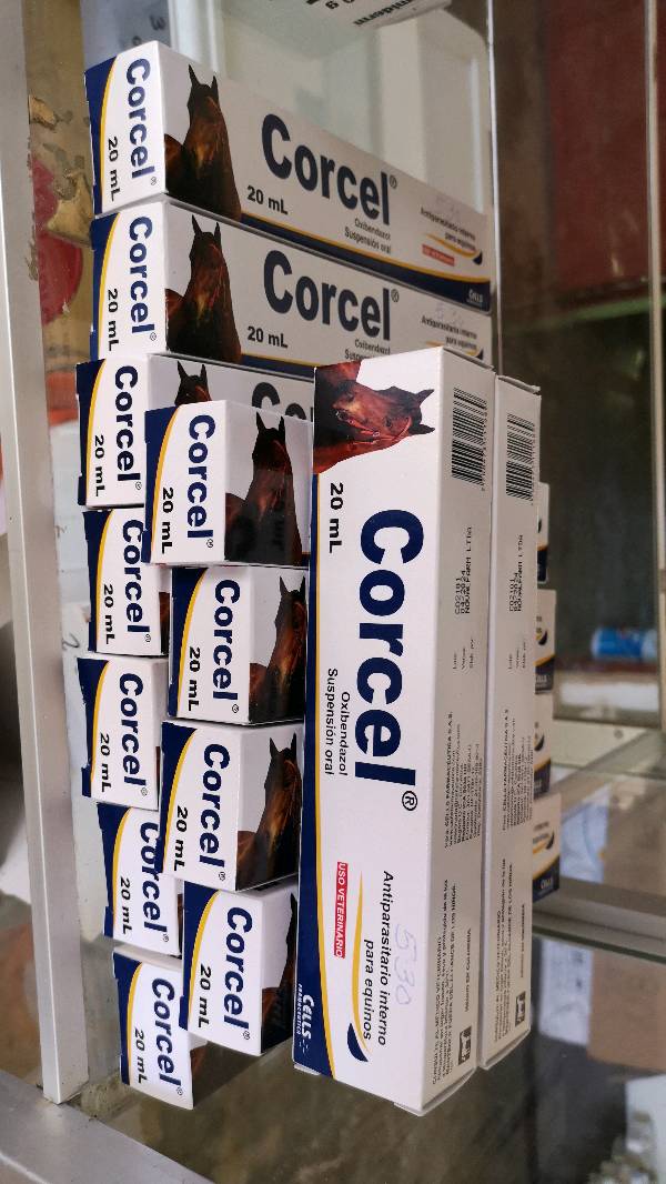 Corcel en Panama