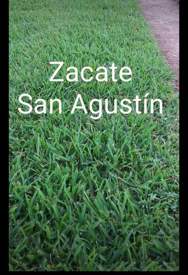 Zacate San Agustín en Heredia
