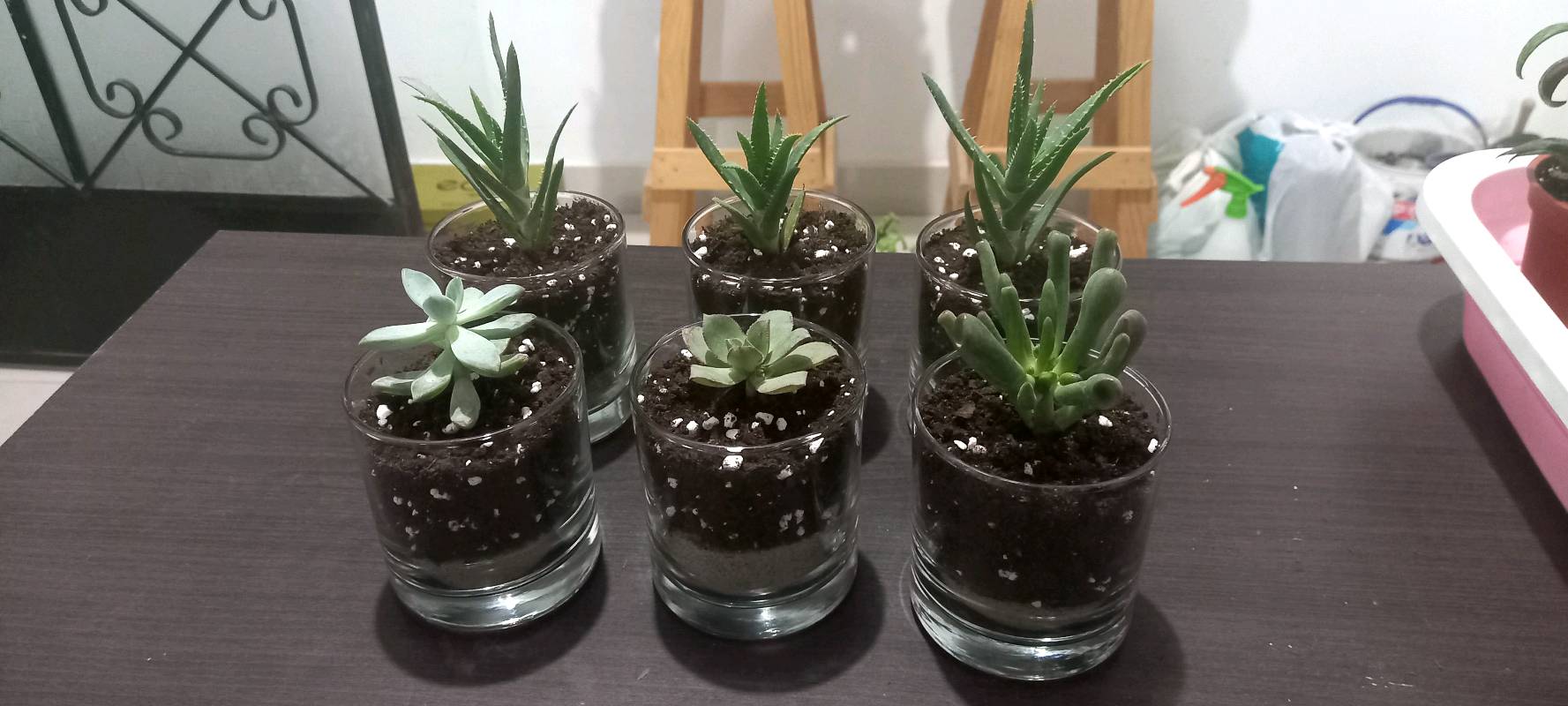 Plantitas vivas suculentas variadas en Piura