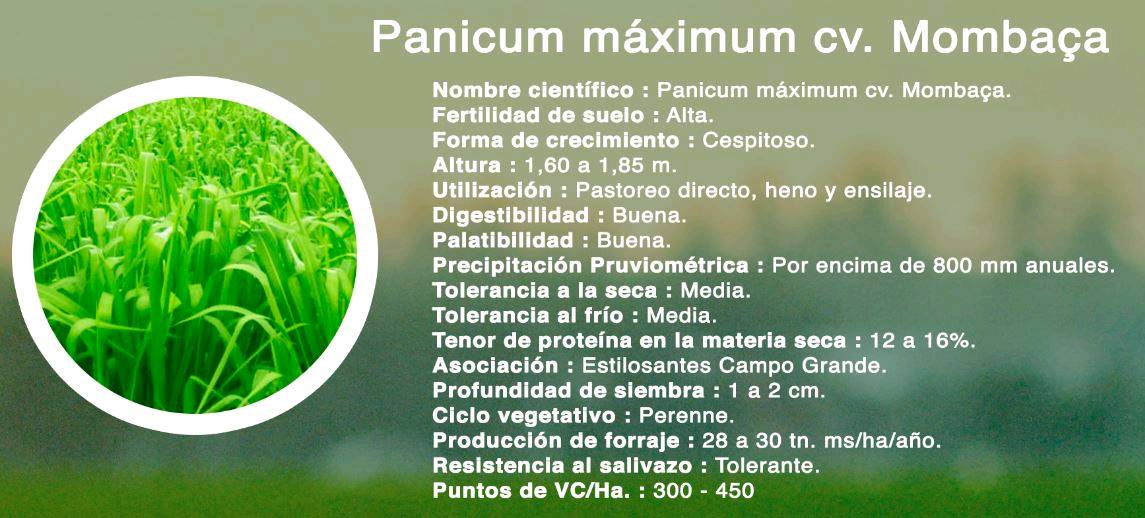 Panicum Max. Mombaza en Santa Cruz de la Sierra