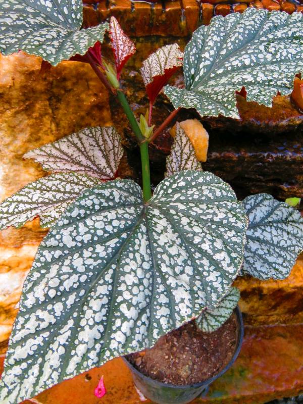Begonia plateada en Cordoba