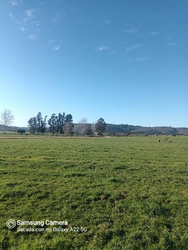 VICHUQUÉN en Santiago de Chile