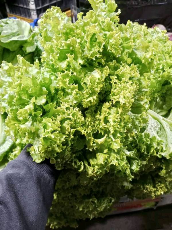 Lechuga Rizada en Caracas