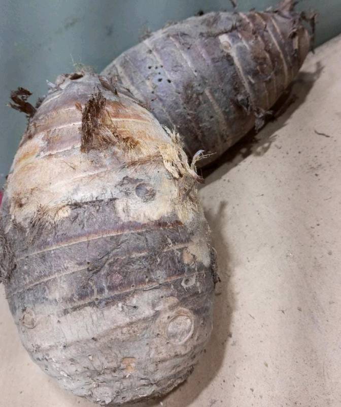 Ocumo Chino en Caracas