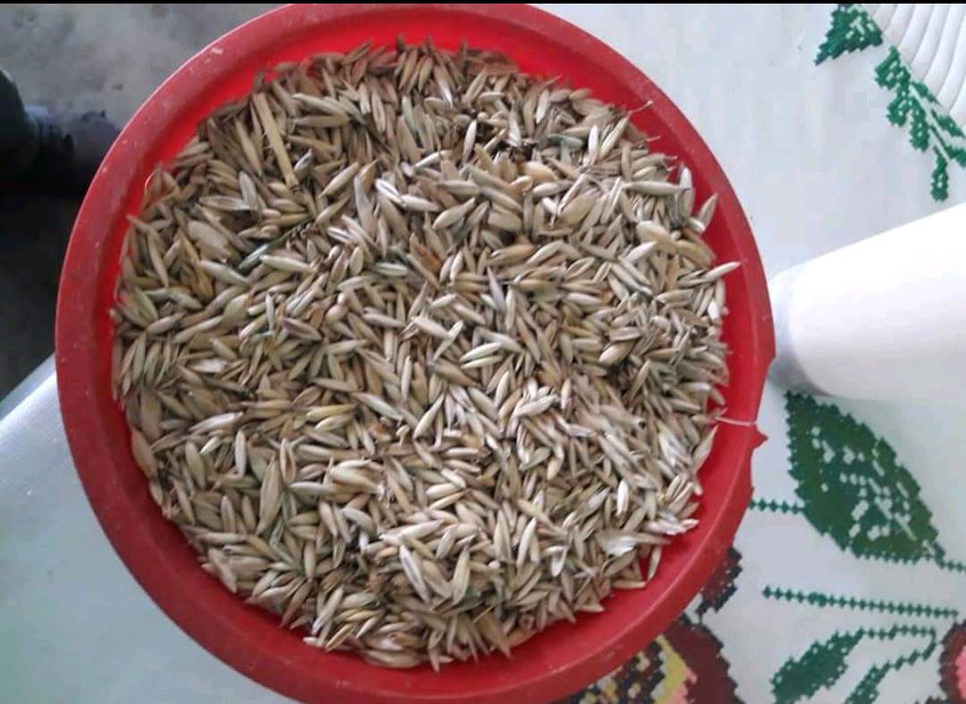 Avena criolla canadiense en Jilotepec de Molina Enriquez