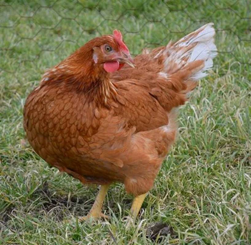 Gallinas y pollos de rancho en Jilotepec de Molina Enriquez
