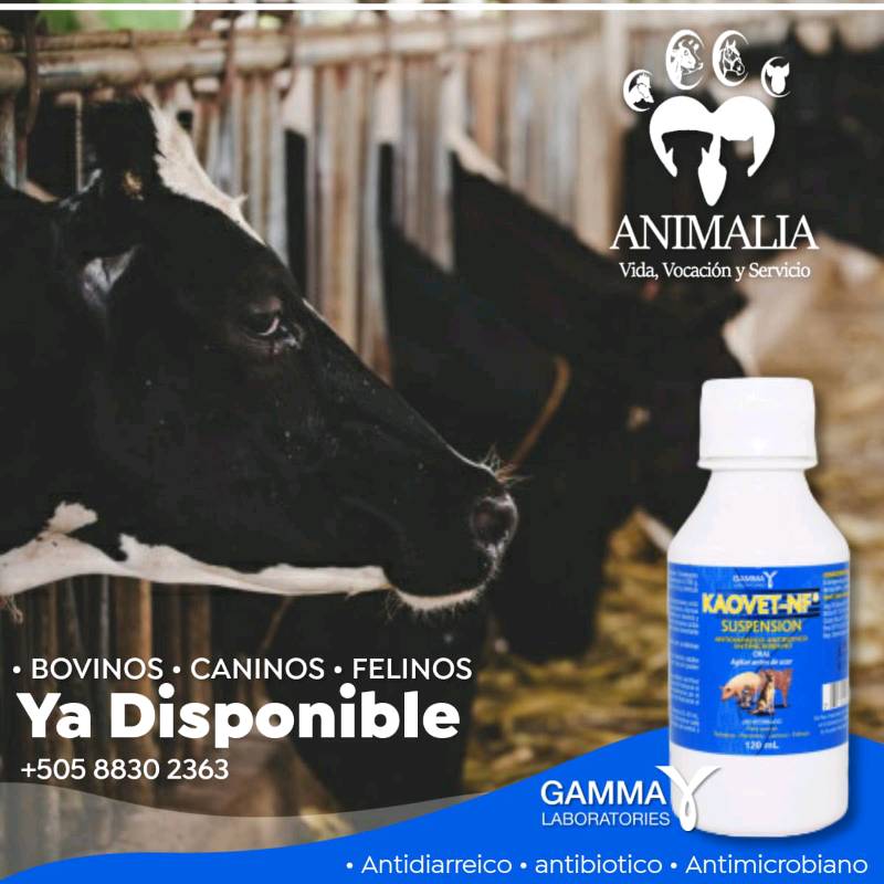 Kaovet-NF en Managua