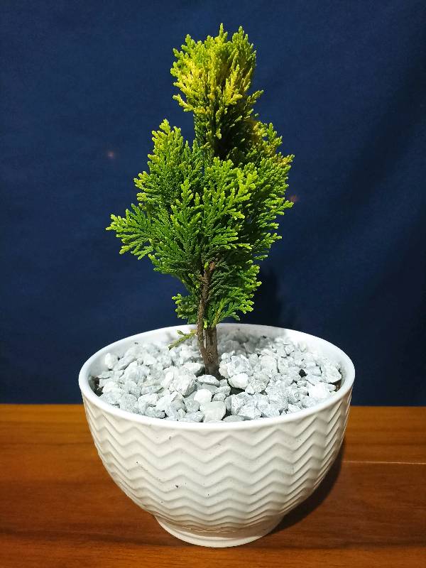 Mini bonsai PINO DORADO en Quito