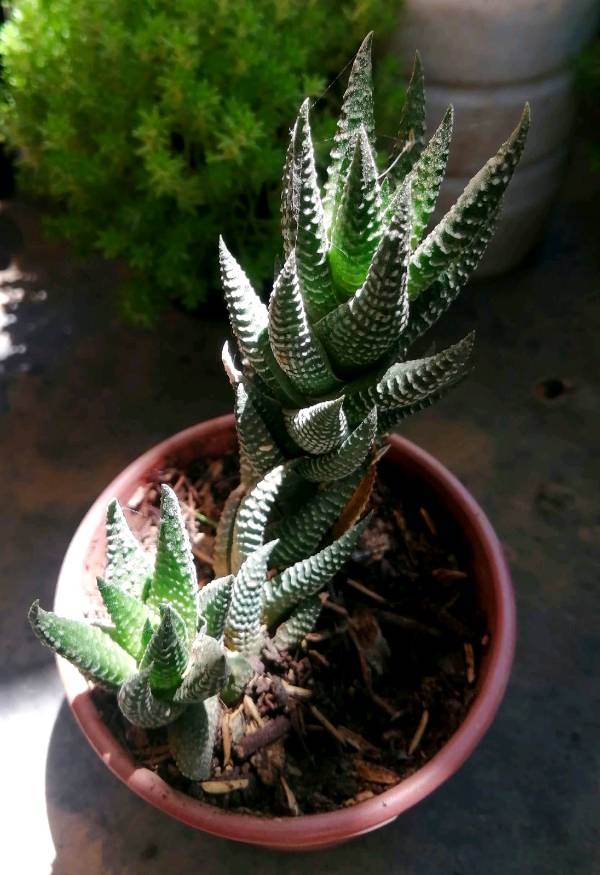 Planta dragón en Cochabamba